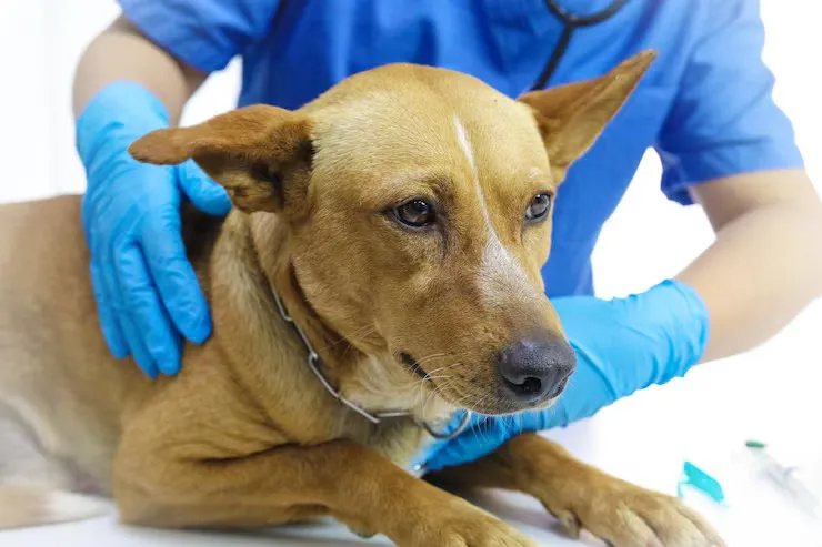 Pronto socorro animal 24 horas - Pet Pillow